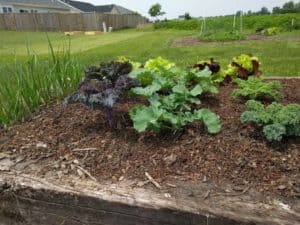 17 Common Garden Problems (& How to Fix Them!) – Do Not Disturb Gardening