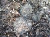 Why Does My Compost Have Mold? – Do Not Disturb Gardening