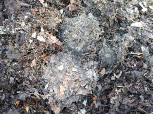 Why Does My Compost Have Mold? – Do Not Disturb Gardening