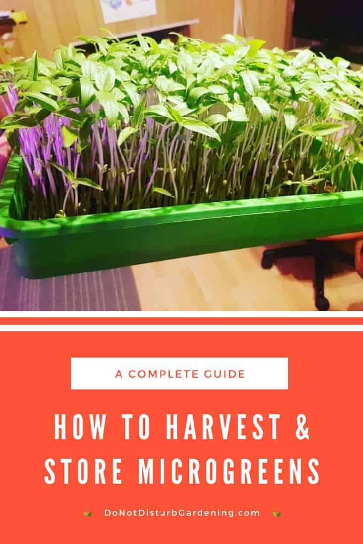 How to Harvest & Store Microgreens: The Complete Guide – Do Not Disturb ...