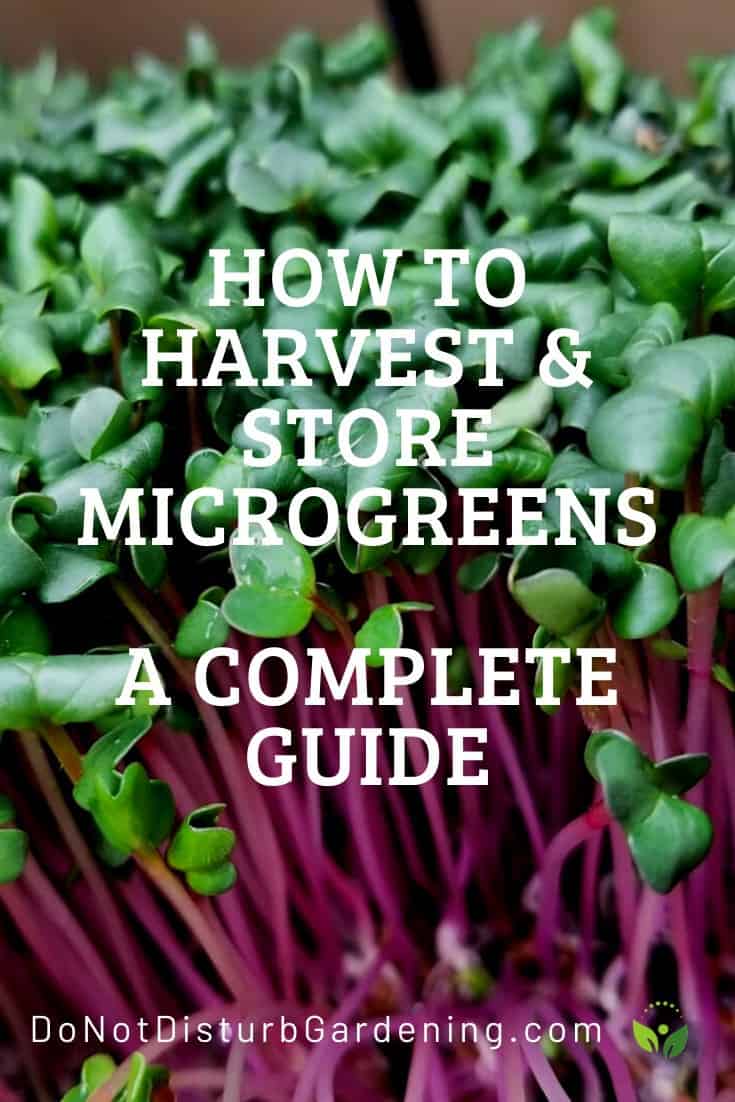 How to Harvest & Store Microgreens: The Complete Guide – Do Not Disturb ...
