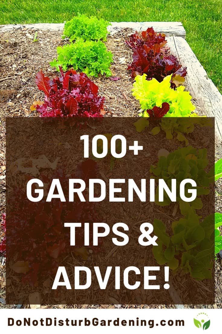 100+ Basic Vegetable Gardening Tips & Advice for Everyone – Do Not ...