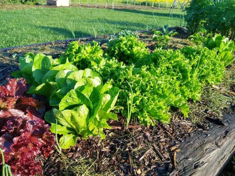 100+ Basic Vegetable Gardening Tips & Advice for Everyone – Do Not ...