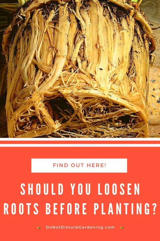 Should Roots Be Loosened Before Planting? – Do Not Disturb Gardening