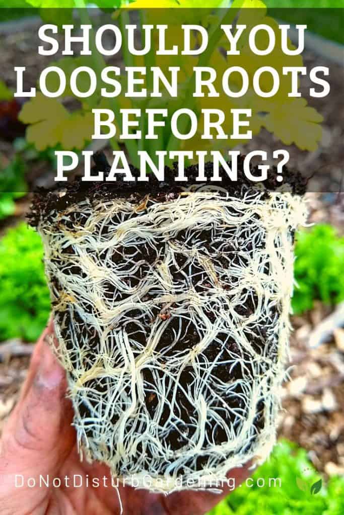 Should Roots Be Loosened Before Planting? – Do Not Disturb Gardening